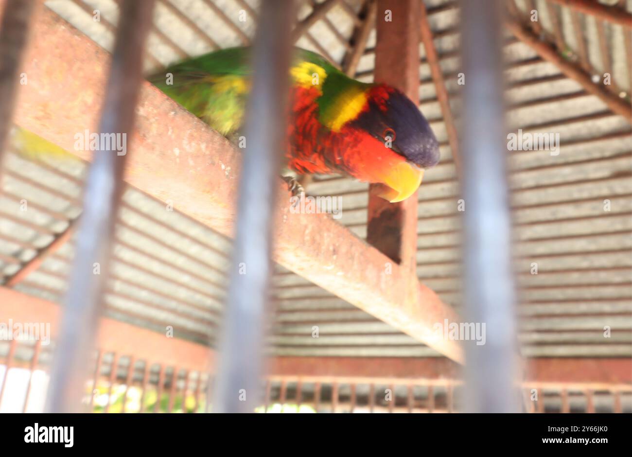 A close-up of a multi colored parrot in its cage, the perfect pet for ...