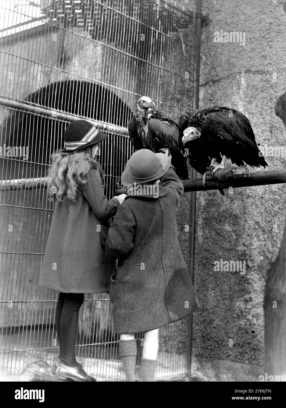 Children feeding the sociable African vultures at London zoo.1923 Stock ...