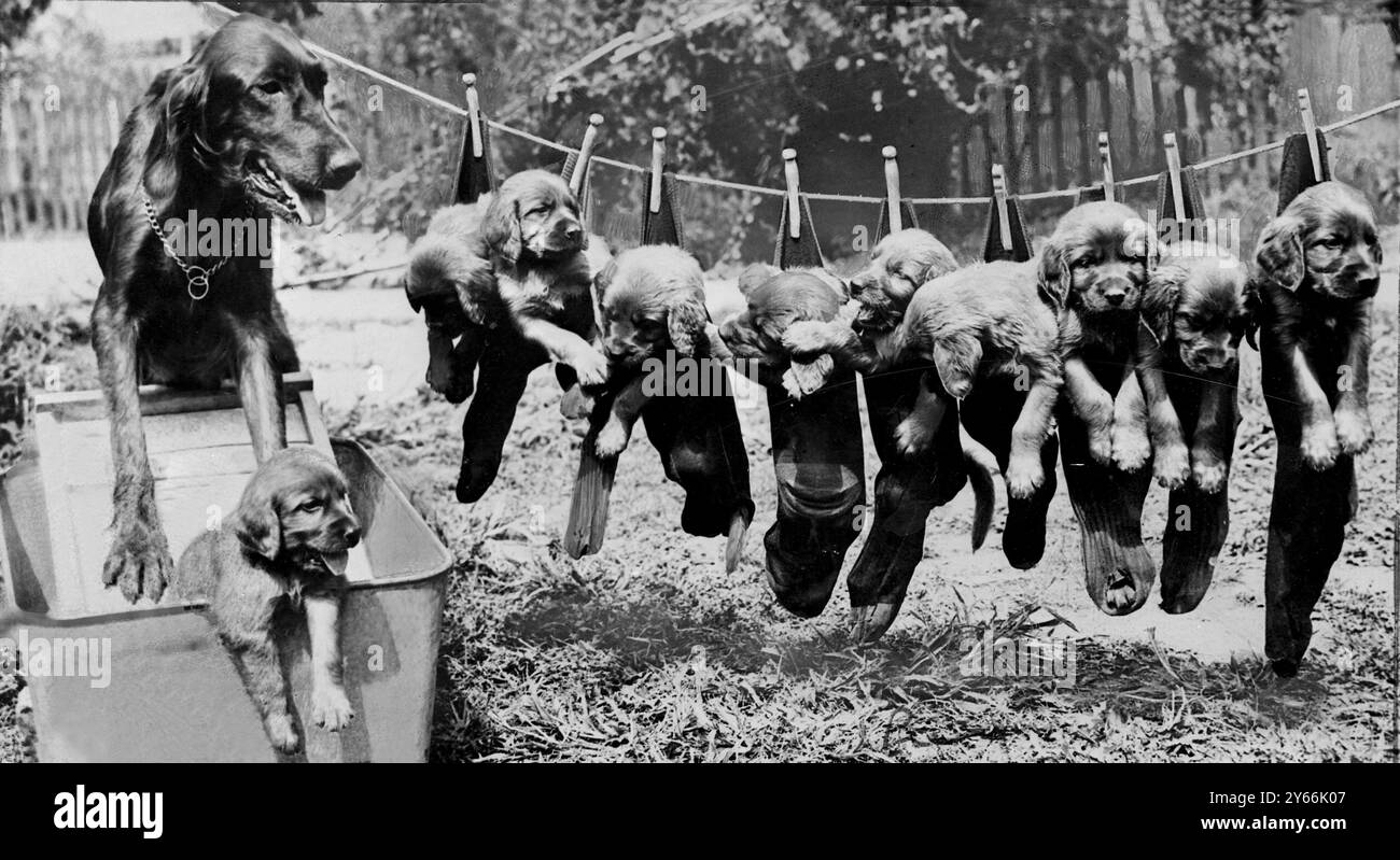 Line of dogs Black and White Stock Photos & Images - Alamy