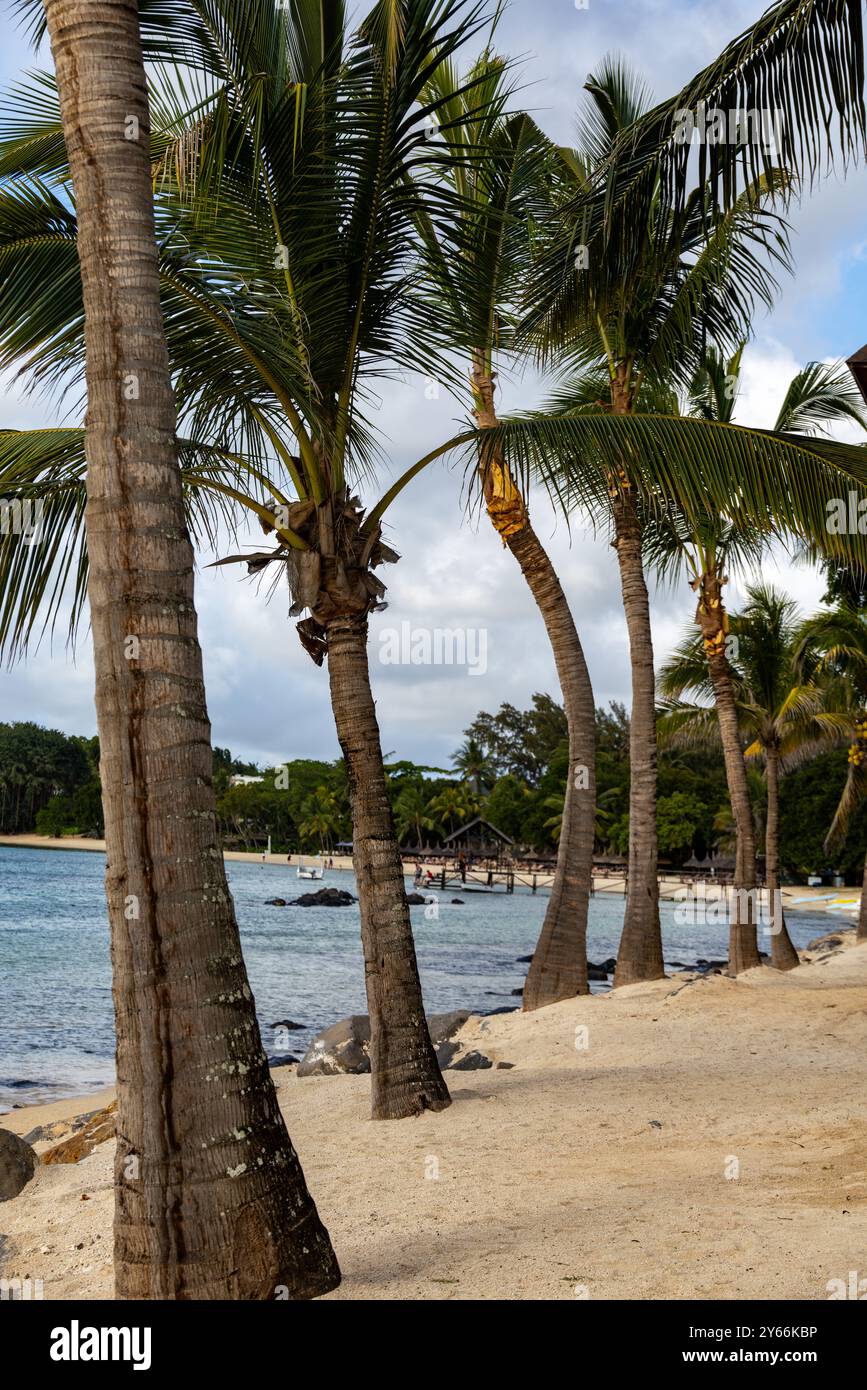 Sandy beach with coconut trees Turtle bay beach Mauritius Stock Photo ...