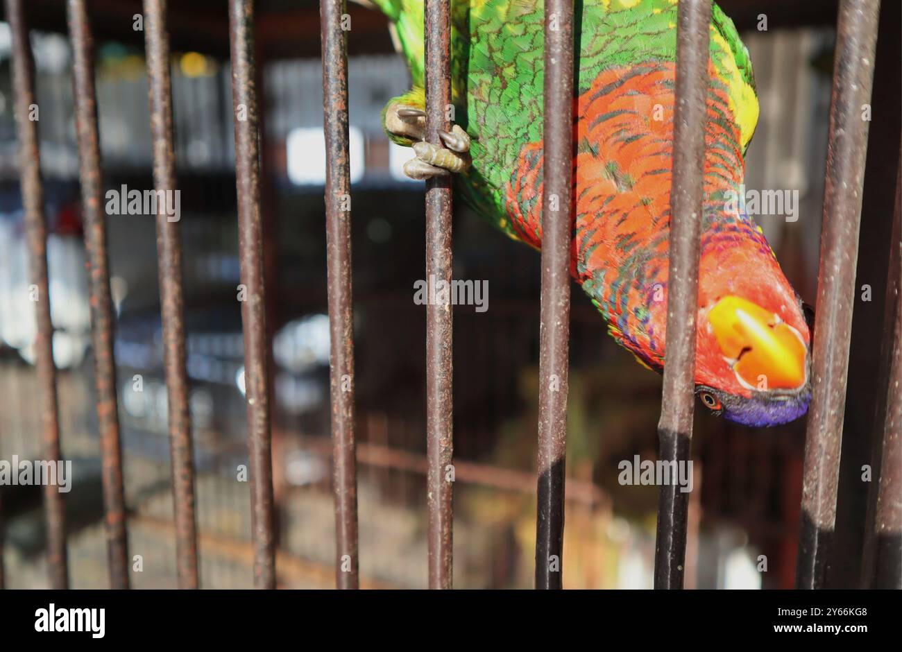 A close-up of a multi colored parrot in its cage, the perfect pet for ...