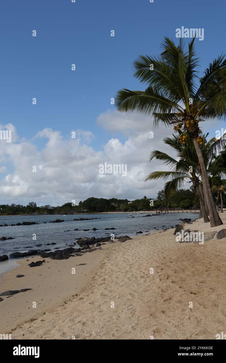 Sandy beach with palm tree Turtle bay beach Mauritius Stock Photo - Alamy