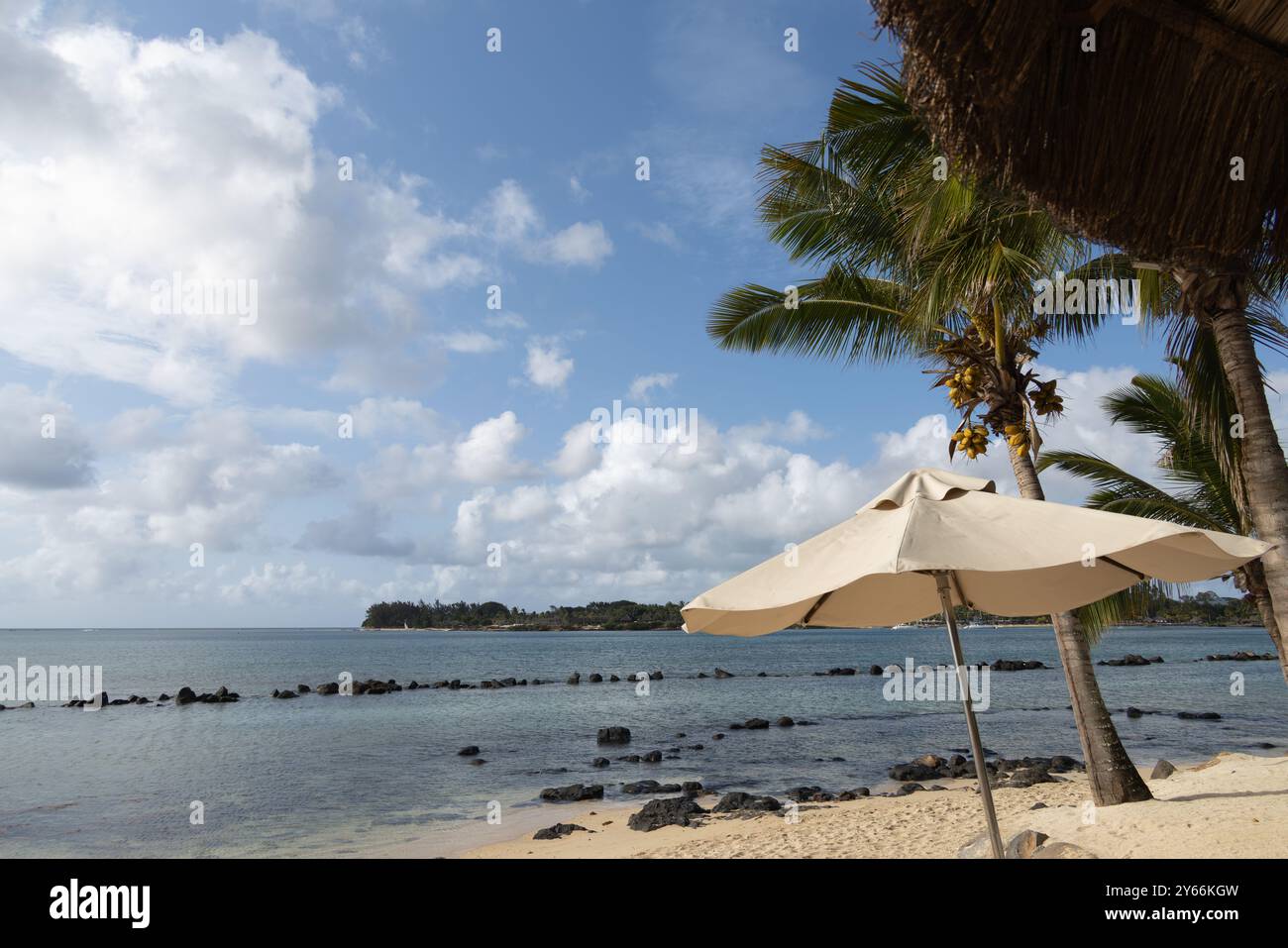 Sandy beach with palm tree Turtle bay beach Mauritius Stock Photo - Alamy