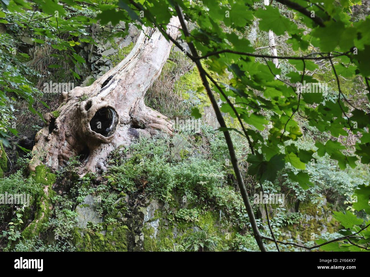 Thale 20.09.2024, Thale, Hexentanzplatz Heidnische Kultstaette mit ...