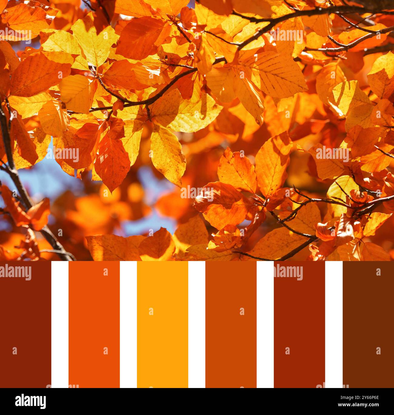 Shades of autumn. Picture of tree branch with golden leaves and ...