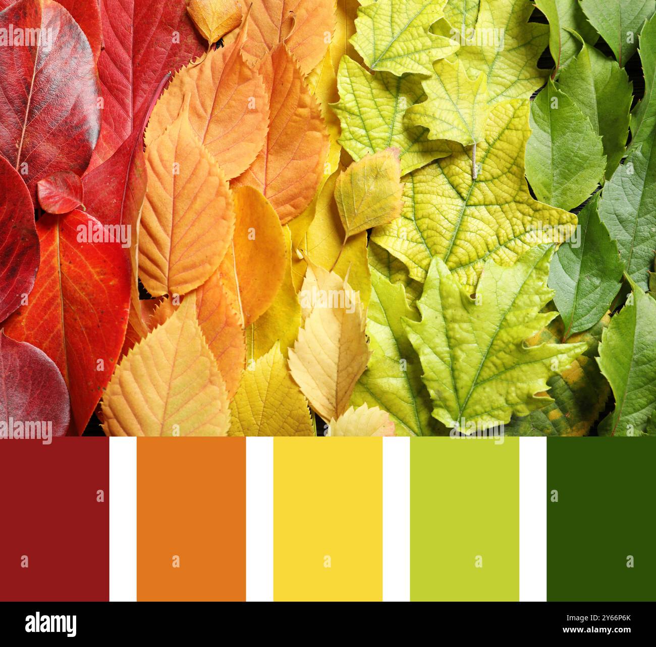 Shades of fall. Picture of autumn leaves and matching color palette ...