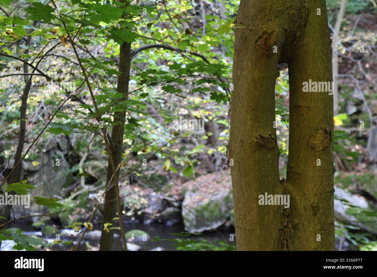 Thale 20.09.2024, Thale, Bodetal am Hexentanzplatz, ein Baum mit Loch im Stamm *** Thale 20 09 ...