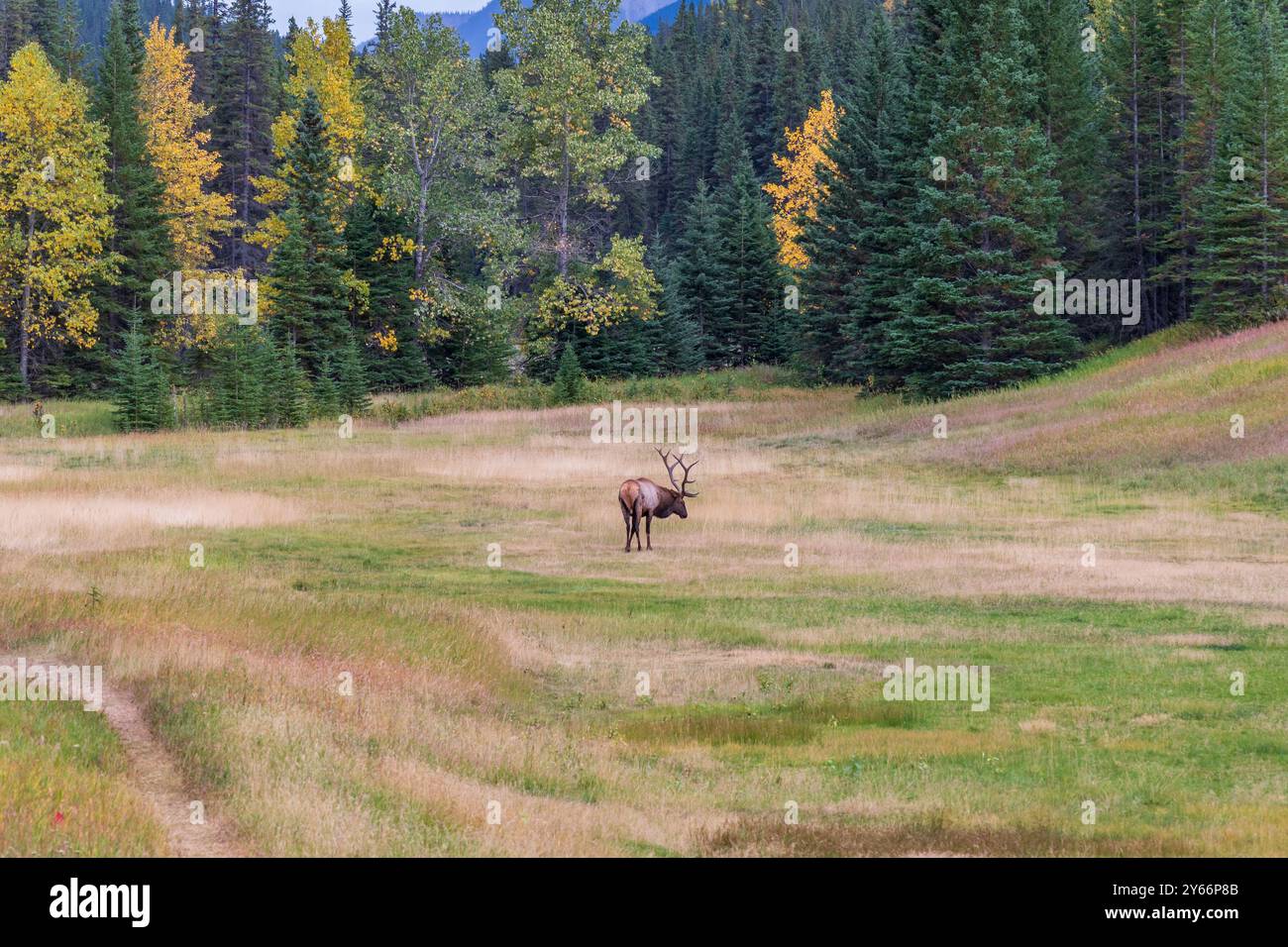 Wild bull elk resting alone in prairie at forest edge in autumn foliage ...