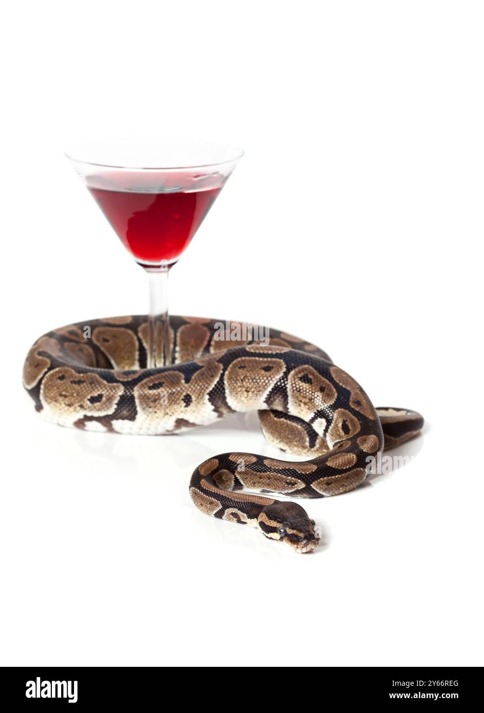 Royal python skin Cut Out Stock Images & Pictures - Alamy