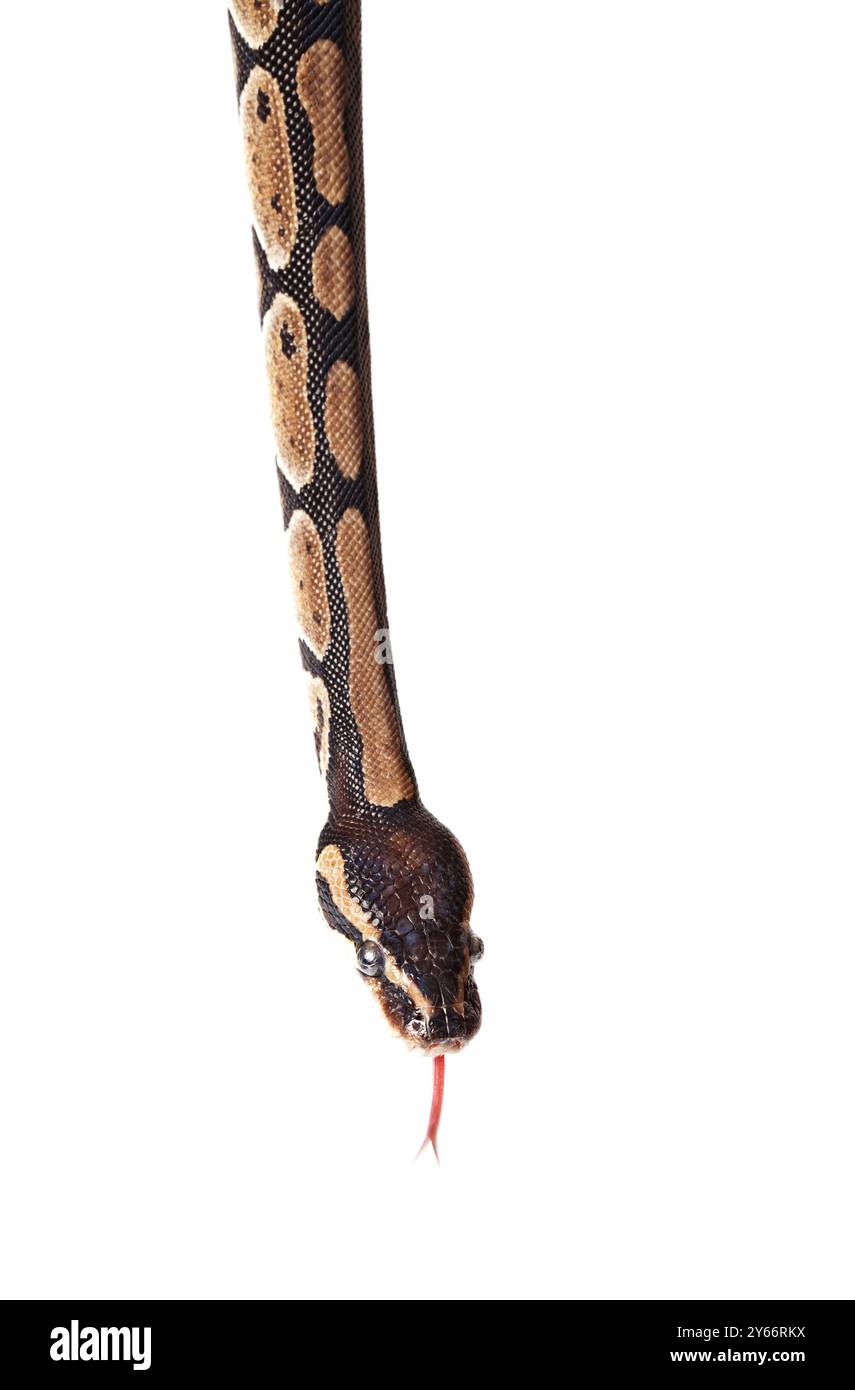Python snake showing forked tongue on white background Stock Photo - Alamy