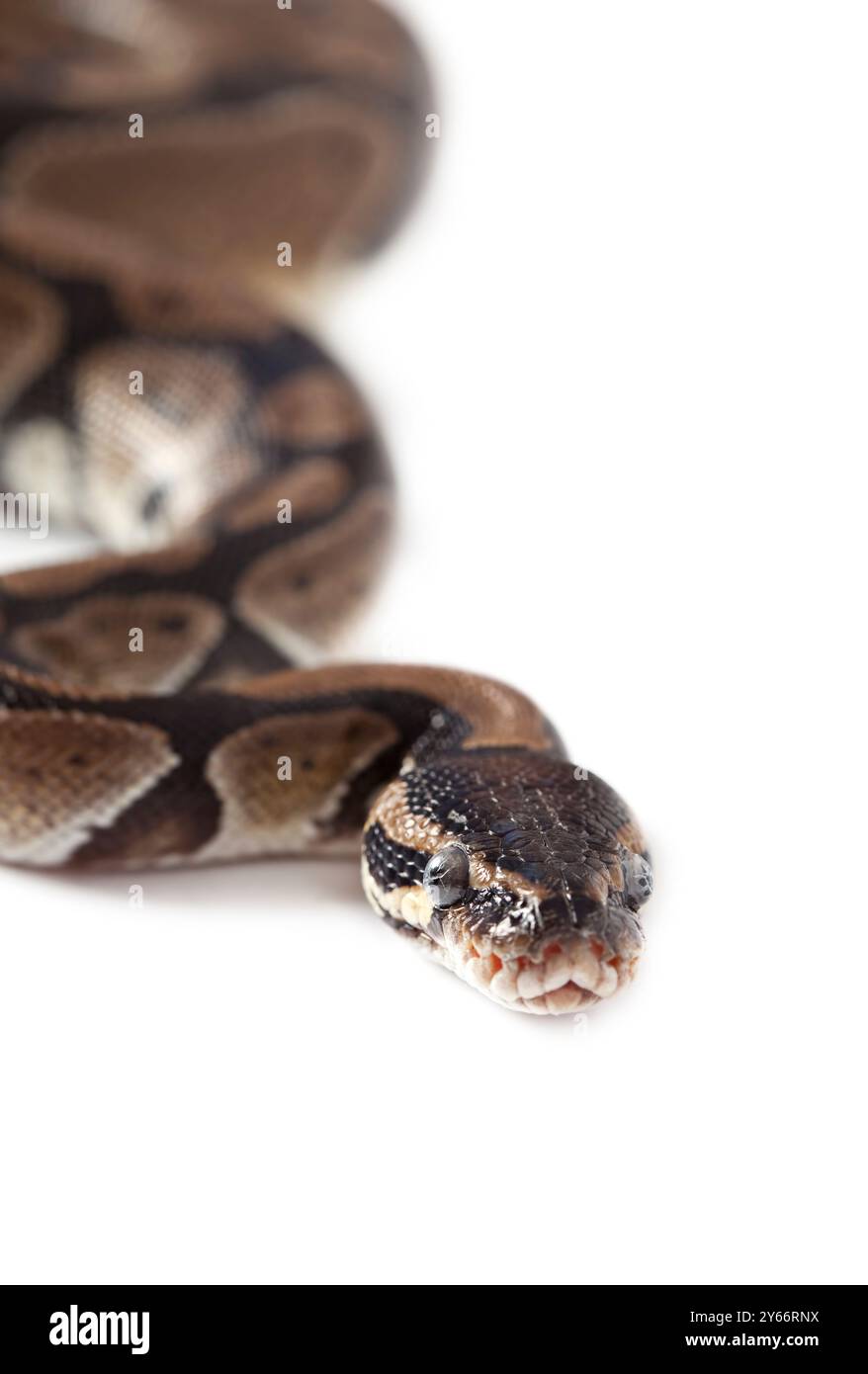 Portrait of Python snake isolated on white background Stock Photo - Alamy