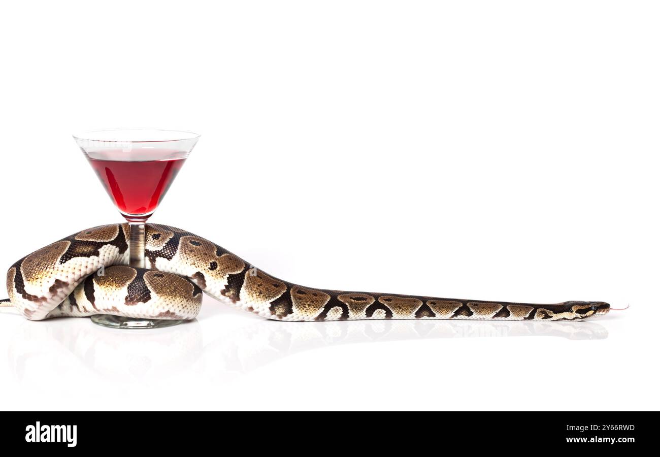 Royal python skin Cut Out Stock Images & Pictures - Alamy