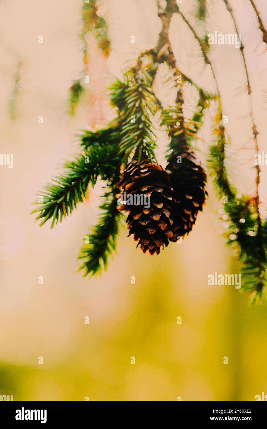 Beautiful cones grow on the green and spiky branches of the fir tree, a symbol of the holiday ...