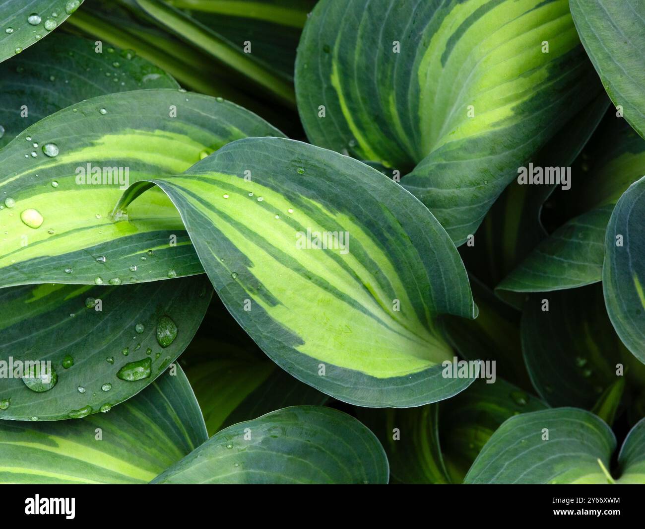 Closeup of foliage of Plantain lily (Hosta' 'Diner Jacket' Stock Photo ...