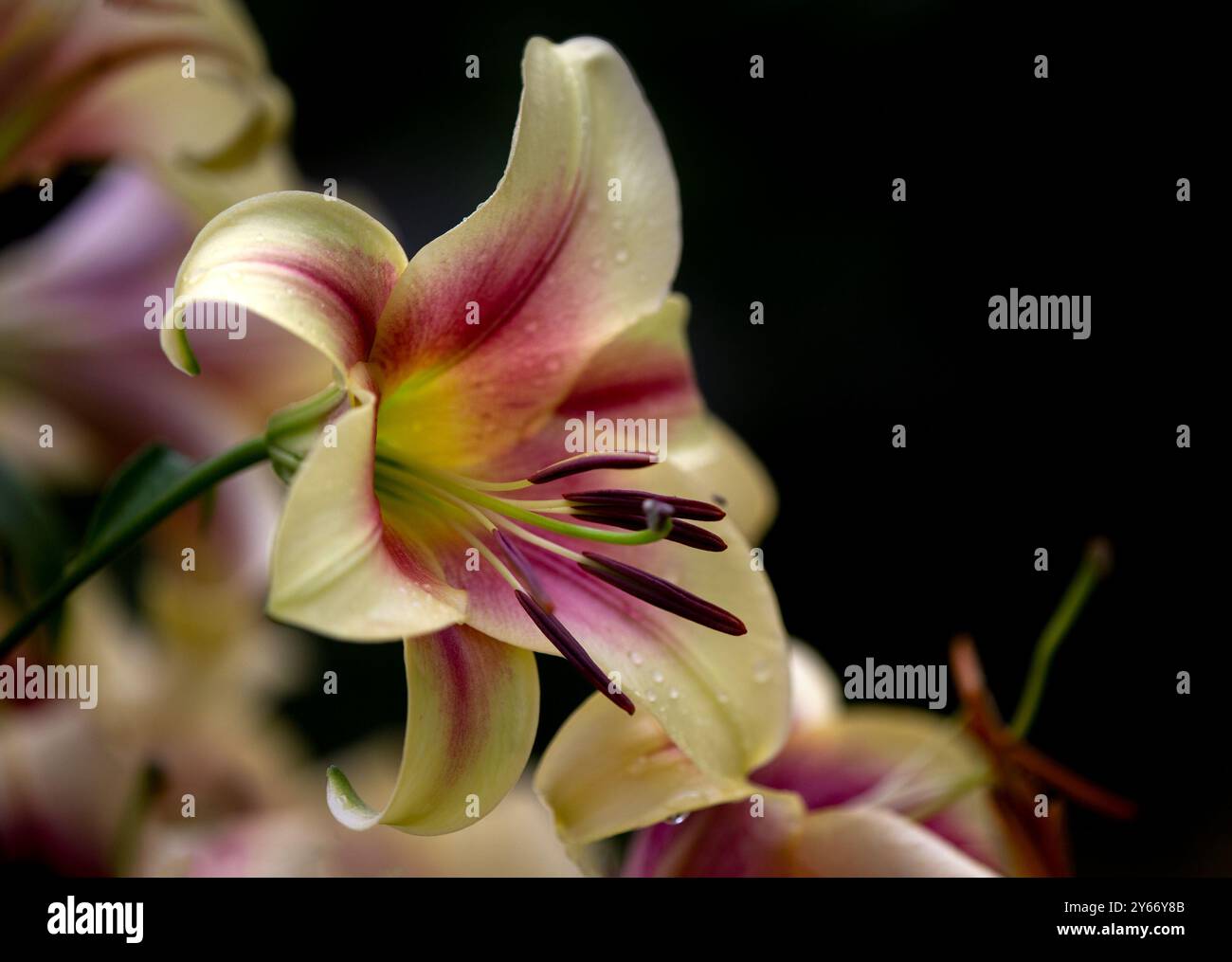 Closeup of flower of Lily (Lilium 'Flavia' Stock Photo - Alamy