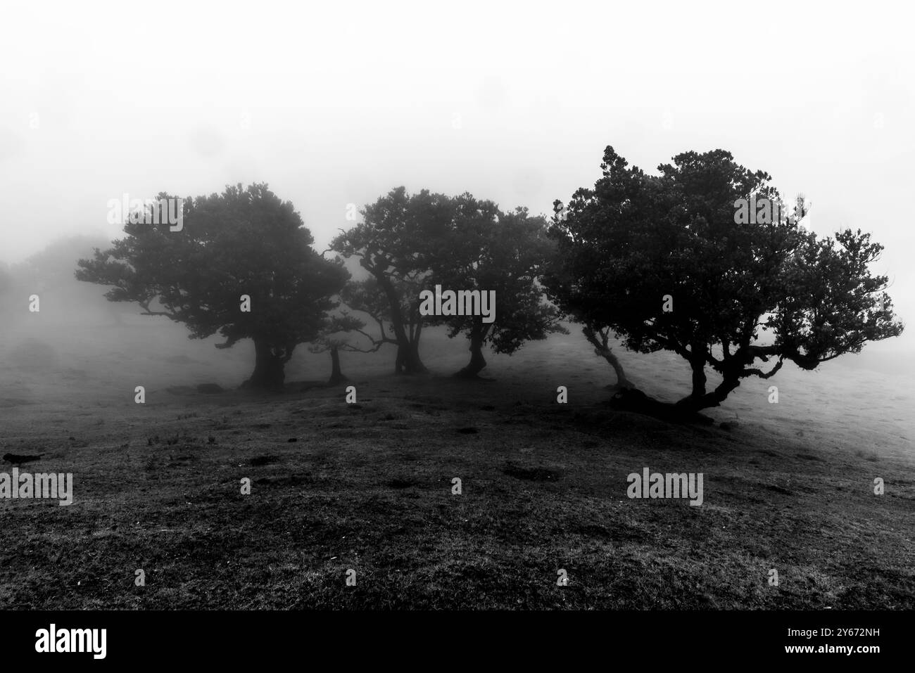 Unesco protected Laurisilva forest with fog and mist shrouded ghostly ...