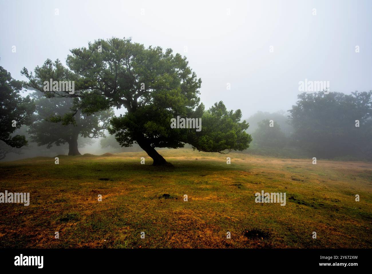 Unesco protected Laurisilva forest with fog and mist shrouded ghostly ...
