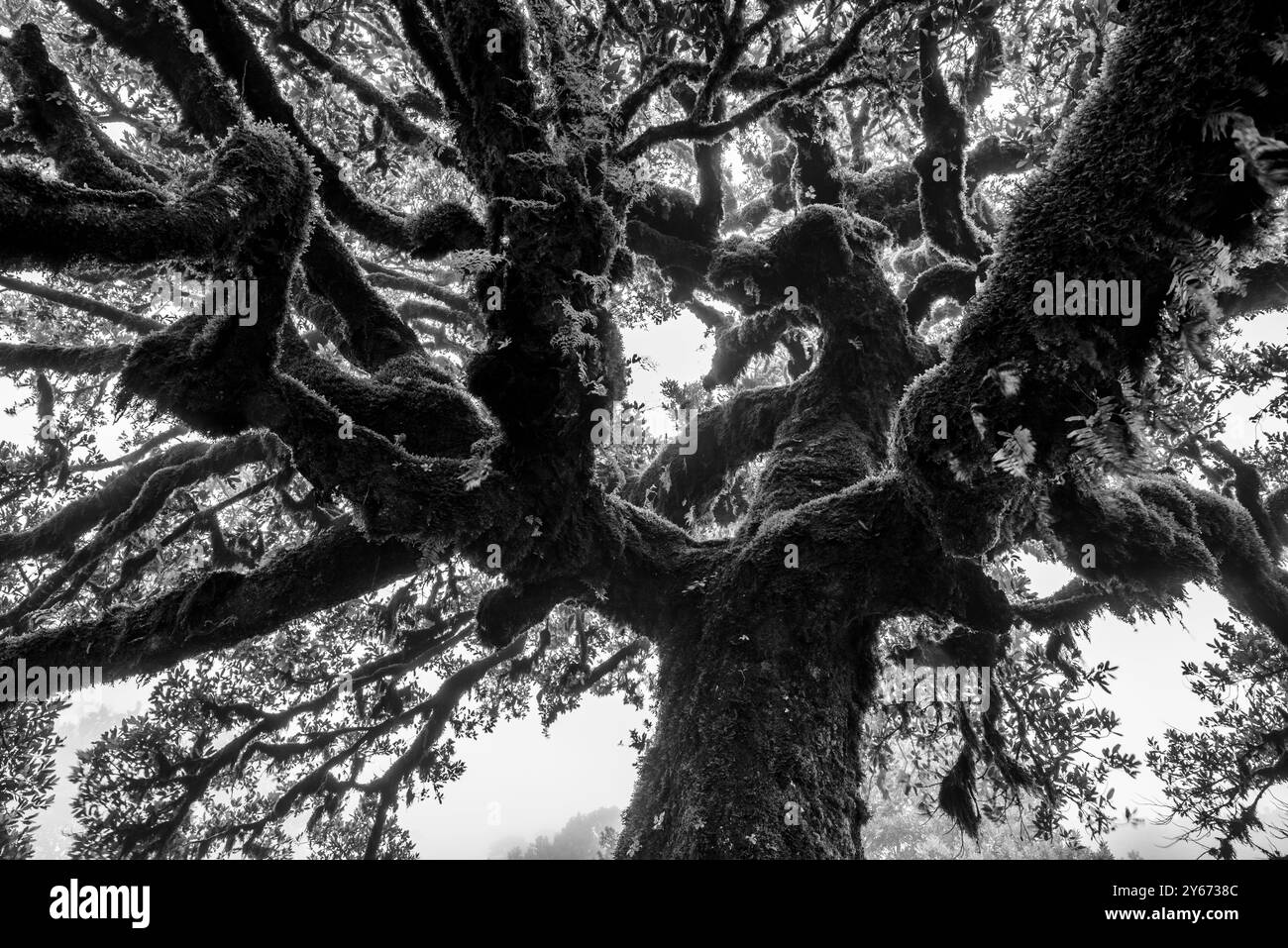 Unesco protected Laurisilva forest with fog and mist shrouded ghostly ...