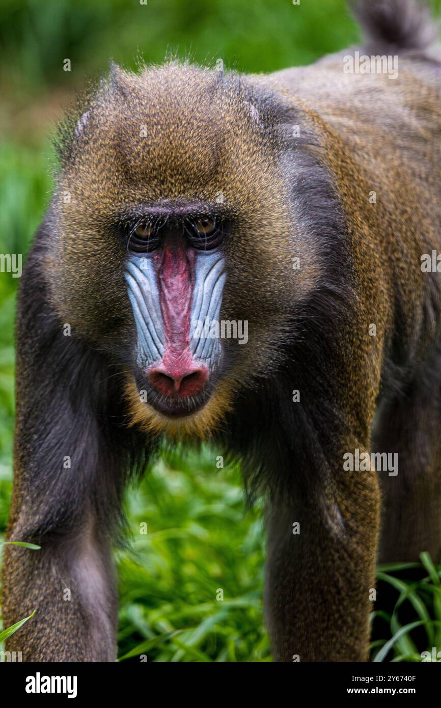 Distinctive colorful markings hi-res stock photography and images - Alamy