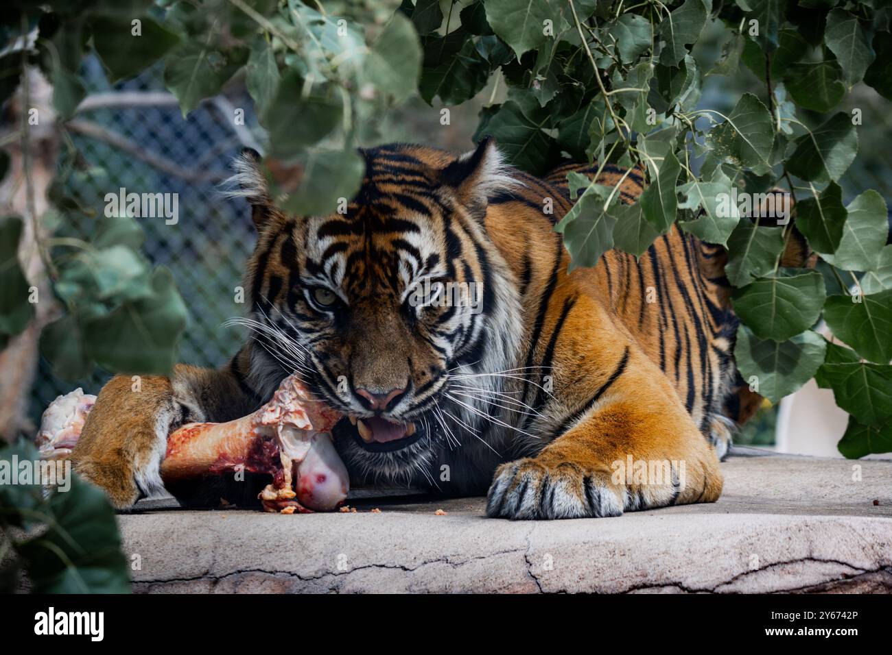 A Bengal tiger eating a large bone under a tree with green leaves in a ...