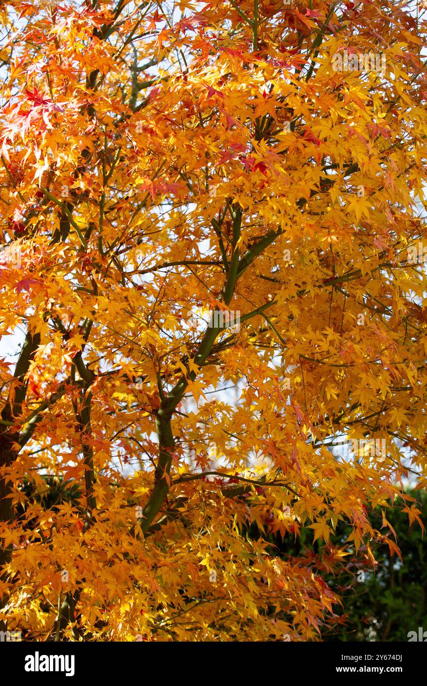 Colori autunnali hi-res stock photography and images - Alamy