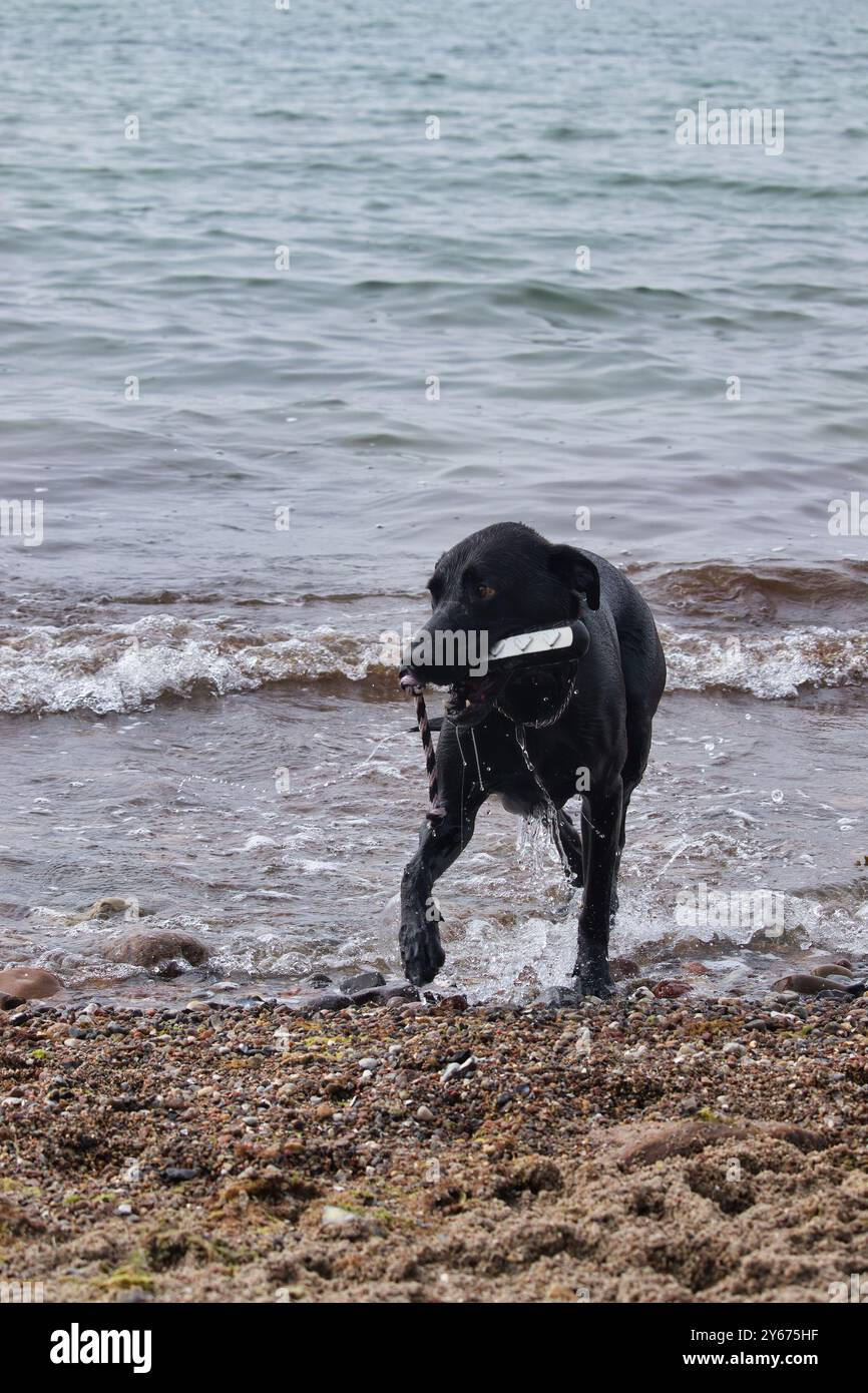 Dog coming out of the water dripping water, holding a toy in his mouth ...