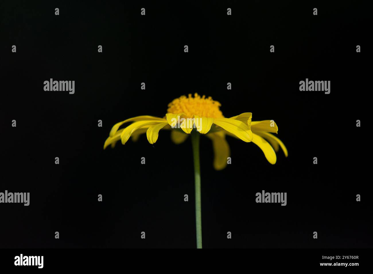 Sfondo margherita hi-res stock photography and images - Alamy