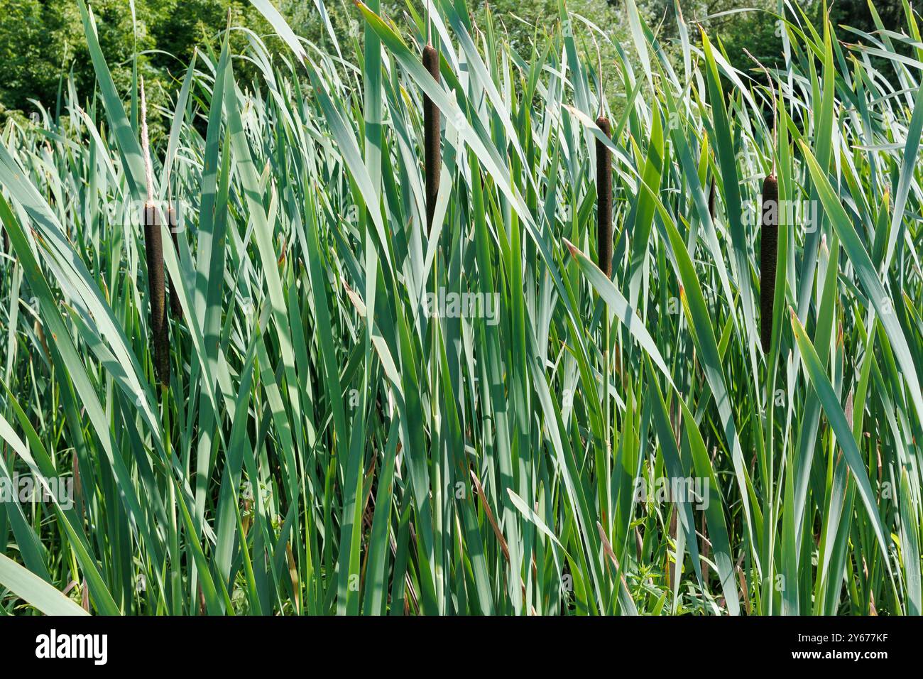 Reeds, cattails and reeds near a pond in a beautiful green park ...