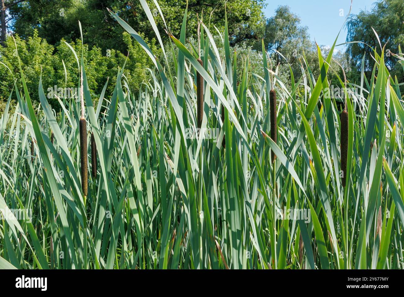 Reeds, cattails and reeds near a pond in a beautiful green park ...