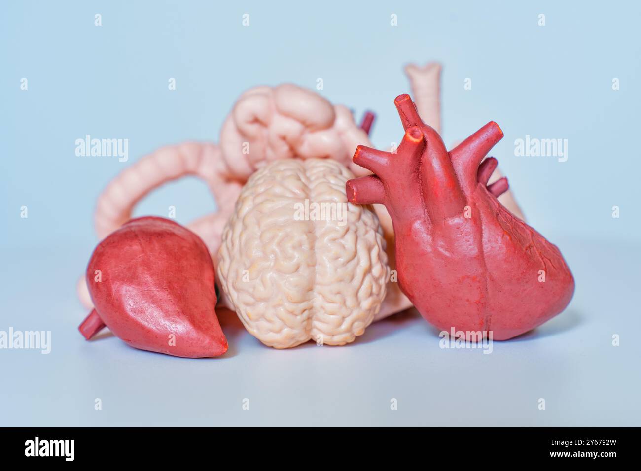 Collection of realistic human organs including brain, heart, liver on ...