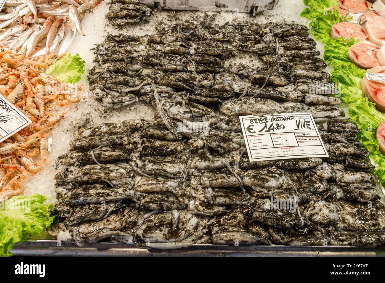 Fresh cuttlefish or seppia ,on display at The Rialto fish Market in the ...