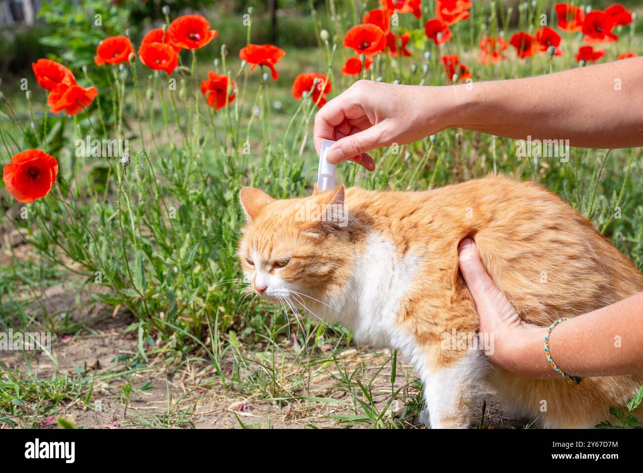The owner of the animal drips drops from fleas on the withers of his ...