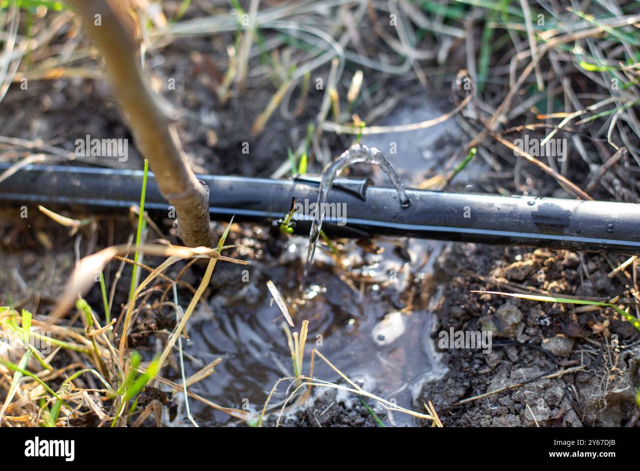 Drip irrigation. A hole with flowing water in a polypropylene pipe for ...