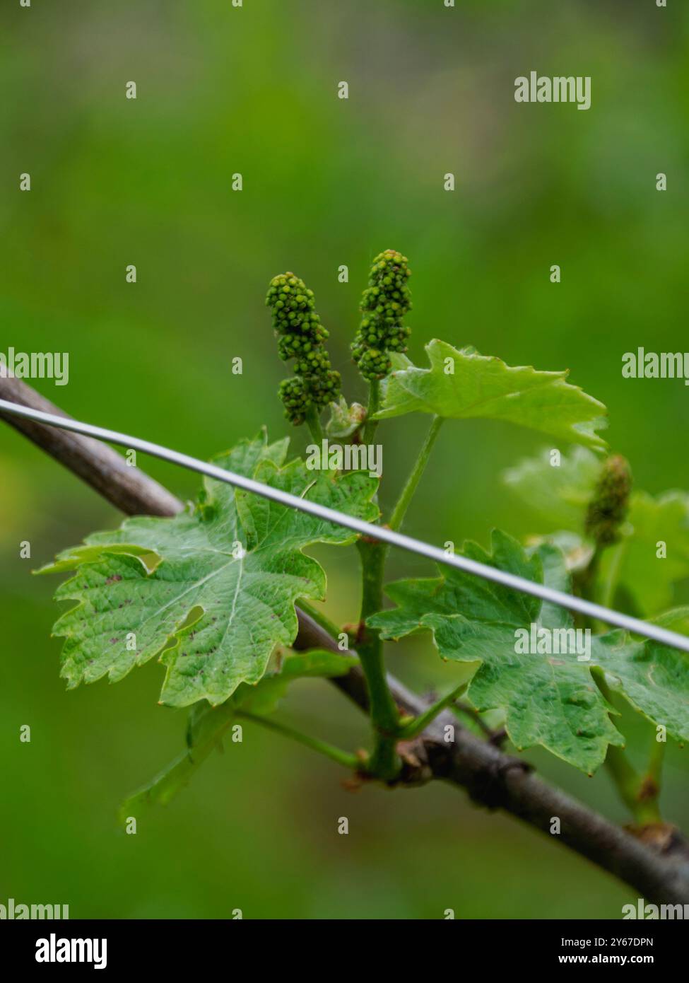 Small grape bunches are flowering on the vine, promising a bountiful ...