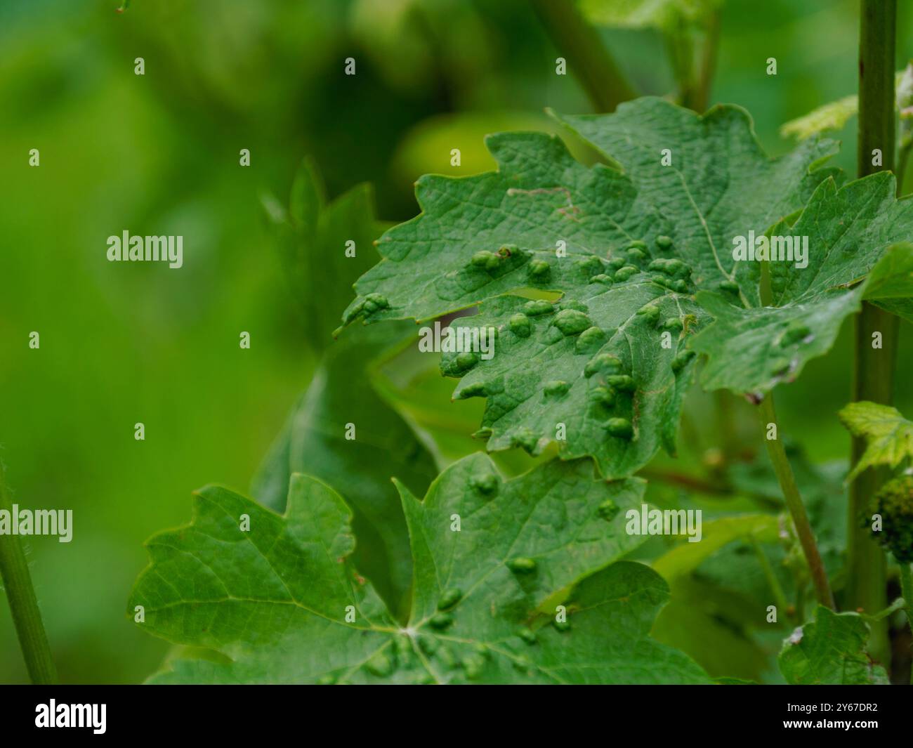 Viticultural science hi-res stock photography and images - Alamy