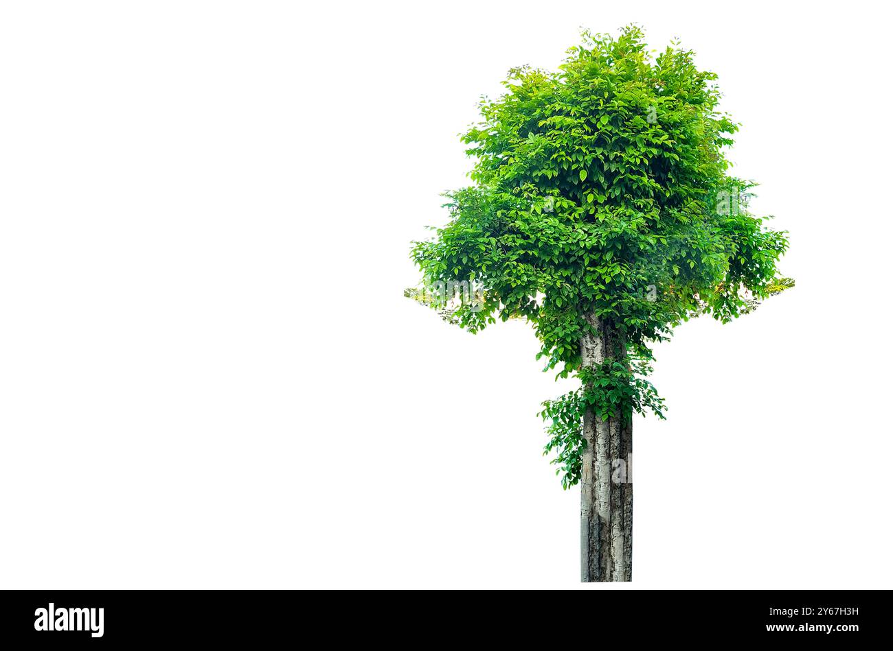 Cut out of tree on white background with clipping paths. The detailed ...