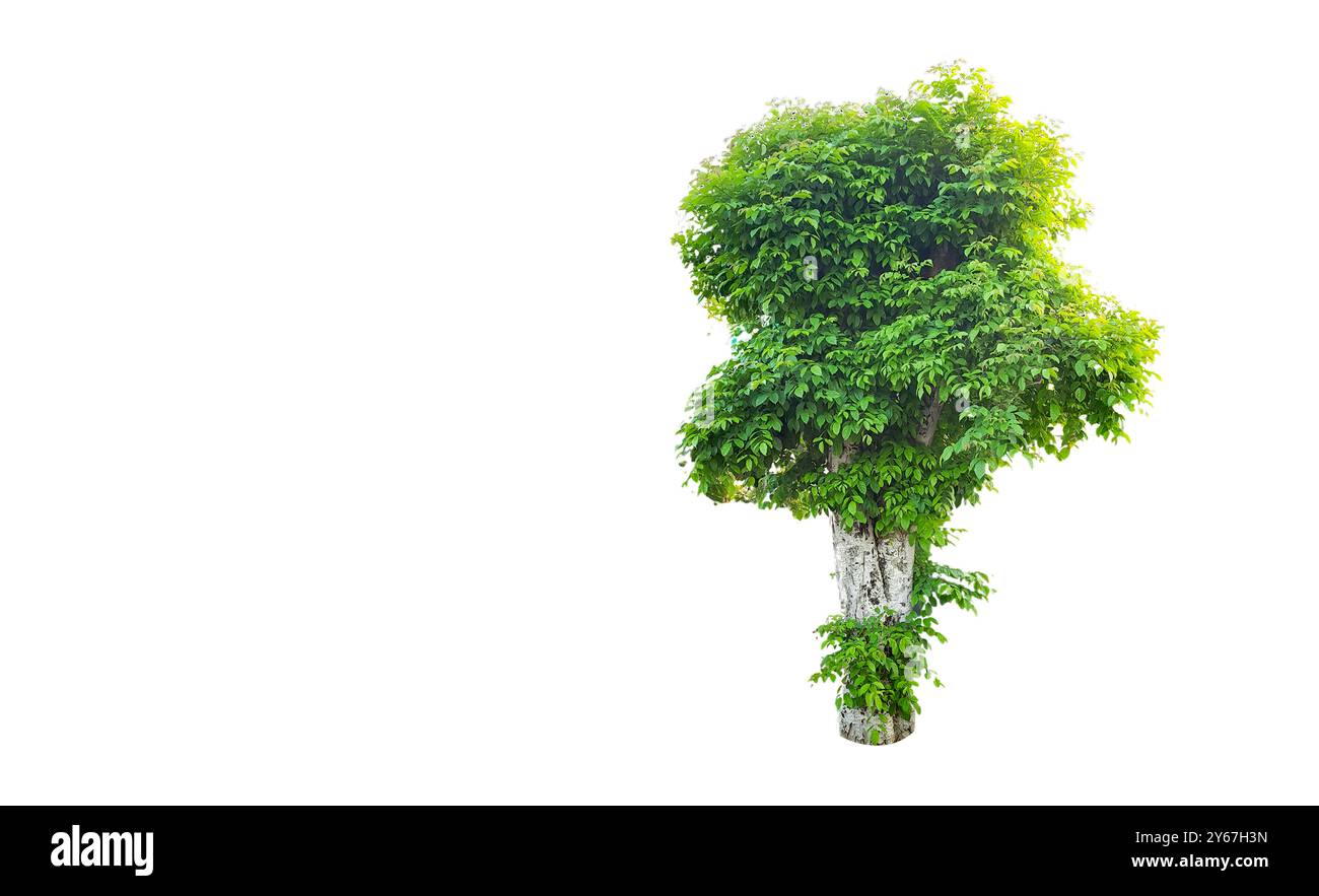 Cut out of tree on white background with clipping paths. The detailed ...