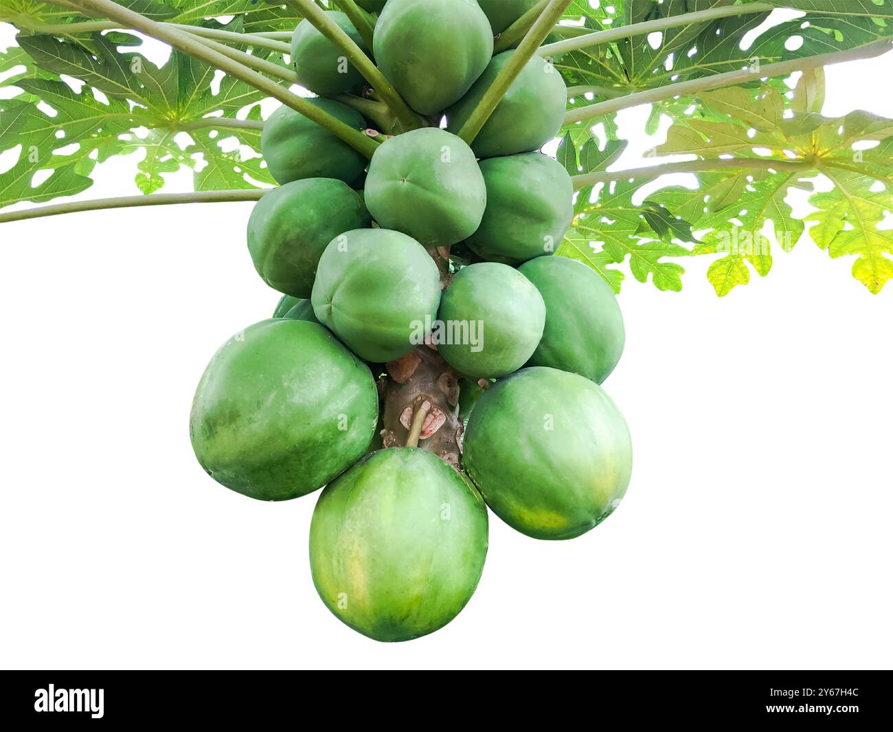 Cut out of a papaya fruits on white background with clipping paths. The ...