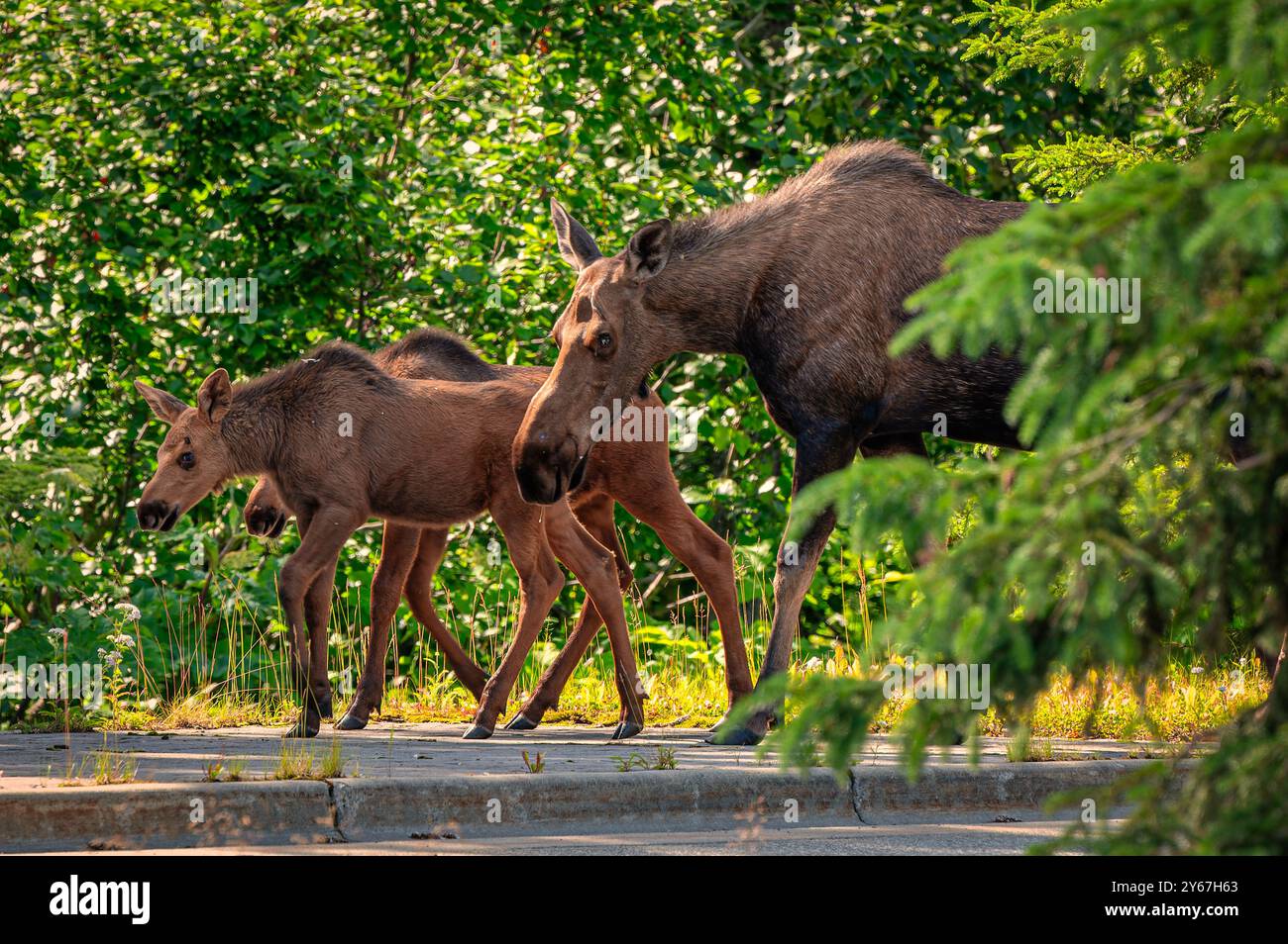 A moose family with a mother and two calves walking on a paved path ...