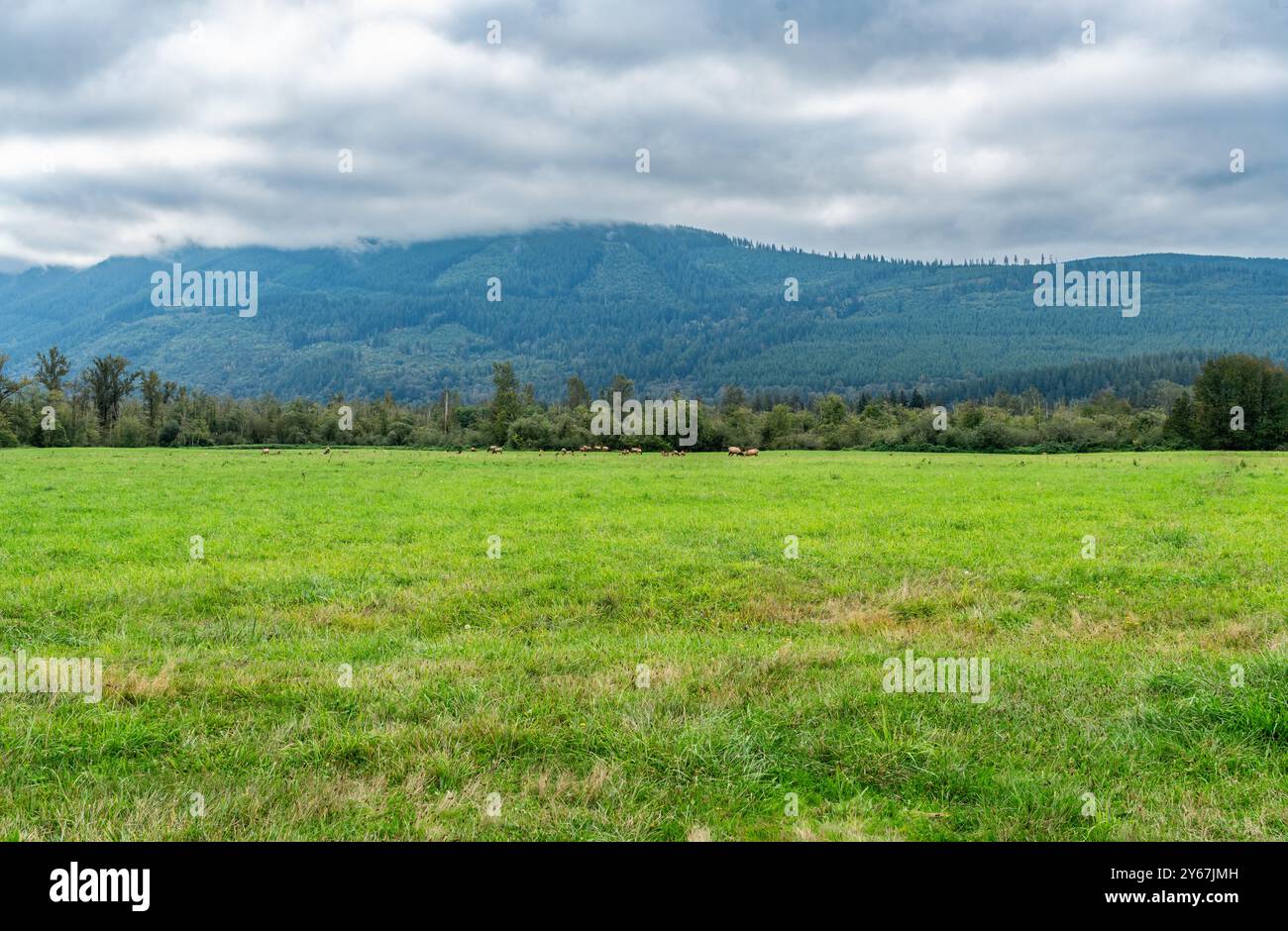 A view of a herd of elk in a green field in North Bend, Washington ...