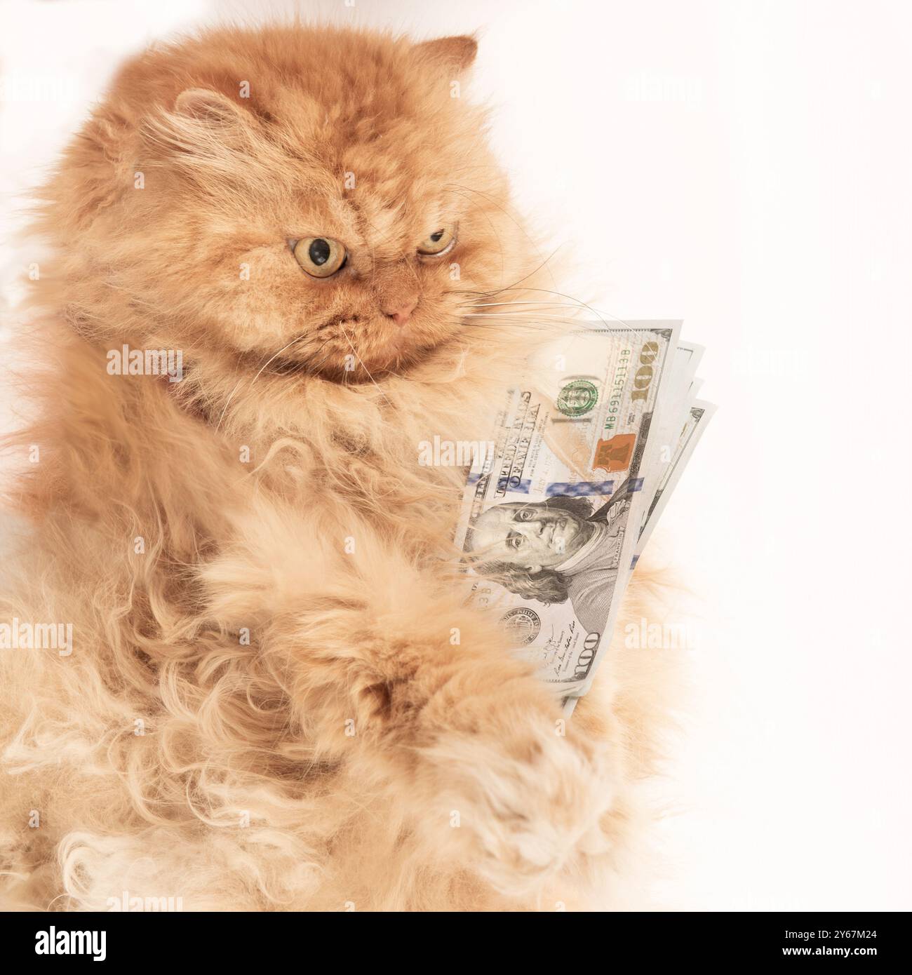An angry Persian cat clutches a bundle of hundred-dollar bills in its ...