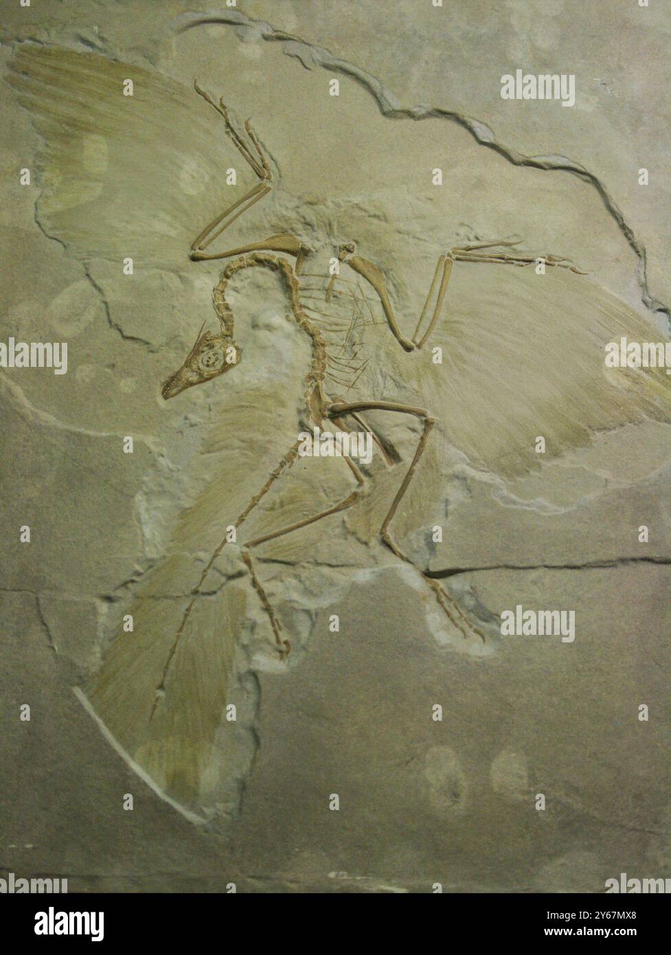 Archaeopteryx hi-res stock photography and images - Alamy