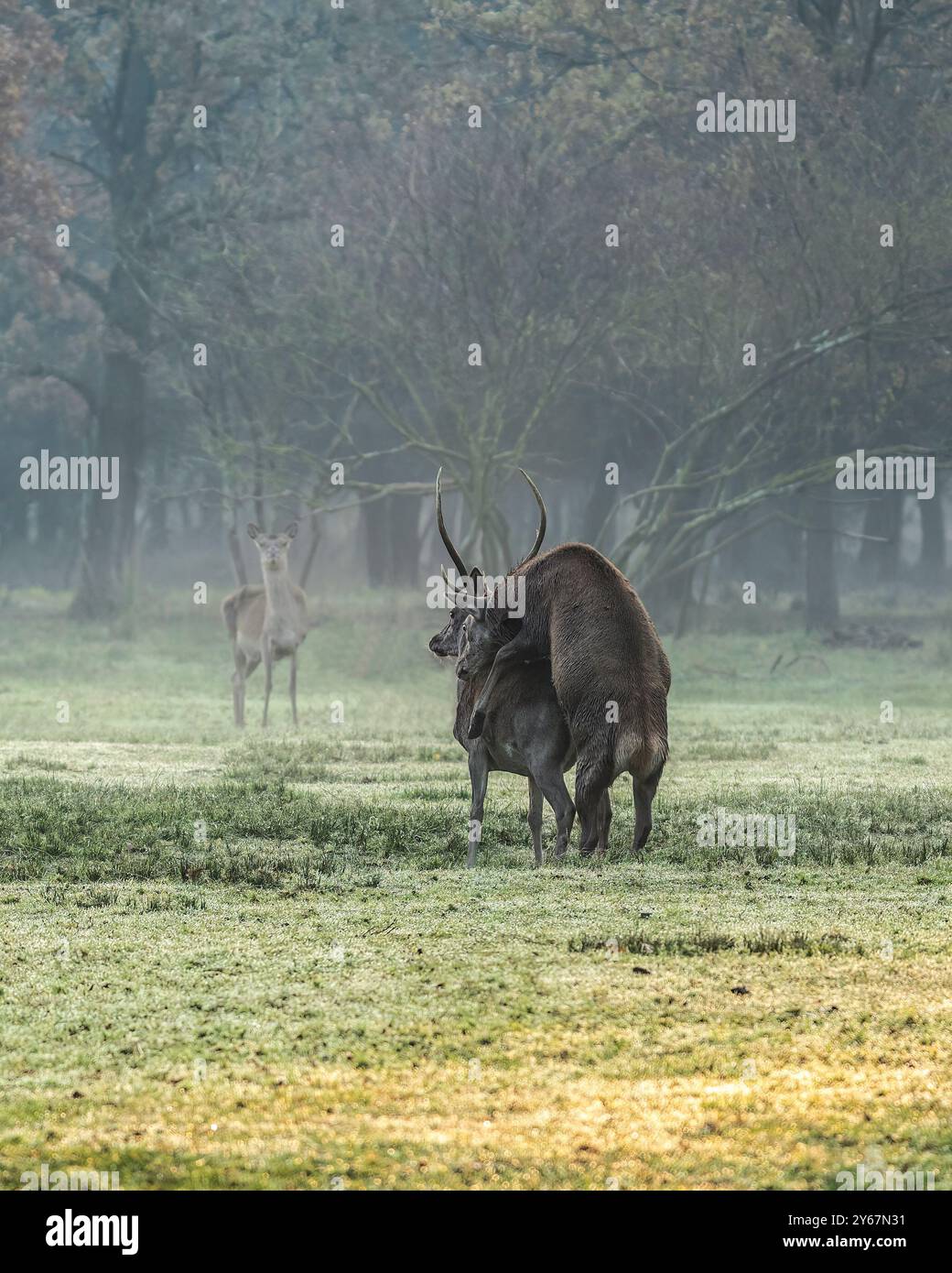 Mating instincts hi-res stock photography and images - Alamy