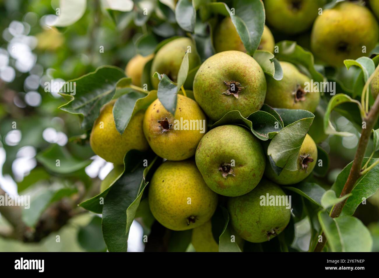 Clusters of ripe green and yellow pears are visible on a tree branch ...