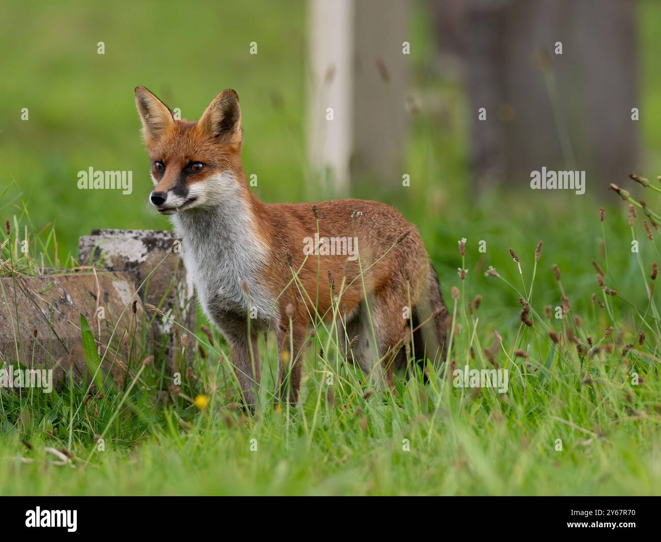 Red fox [vulpes vulpes] on the prowl in the city of Bristol, UK Stock ...