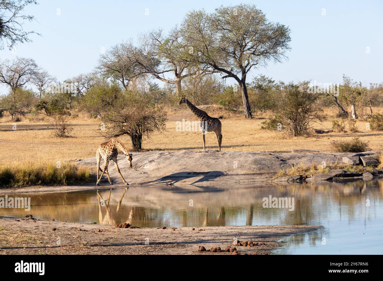 Scenic view bushveld waterhole hi-res stock photography and images - Alamy