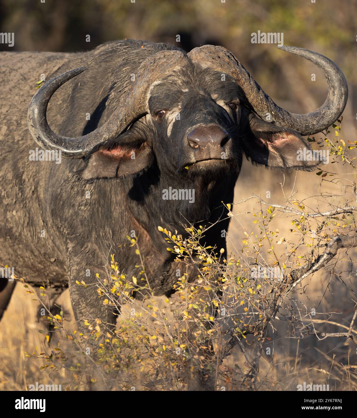 Frontal portrait of a buffalo (Syncerus caffer) bull with magnificent ...