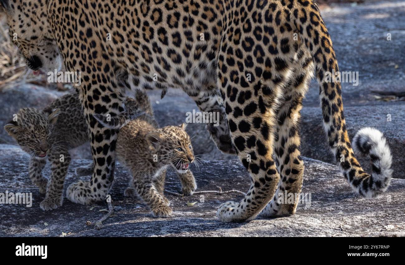 Tlalamba's two ten week old leopard (Panthera pardus) cubs walking ...