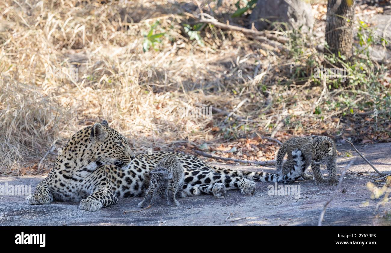Adult female leopard (Panthera pardus) resting on a flat rock with her ...