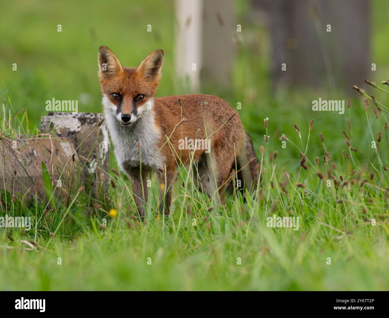 Red fox [vulpes vulpes] on the prowl in the city of Bristol, UK Stock ...